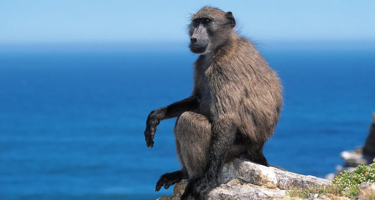Mystery Surrounds the Death of Pretoria Baboon Raygun: Investigator ...